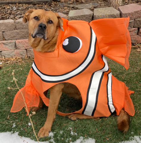 Catch the Phish! | University of Denver